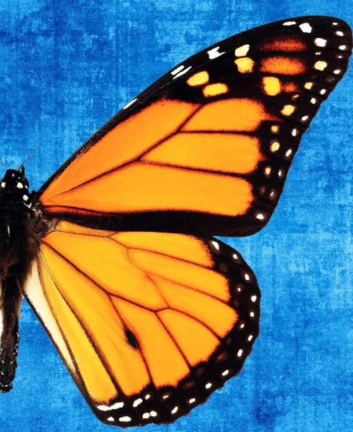 Halfmonarch - Gallery - The Art Sherpa Community | The Art Sherpa