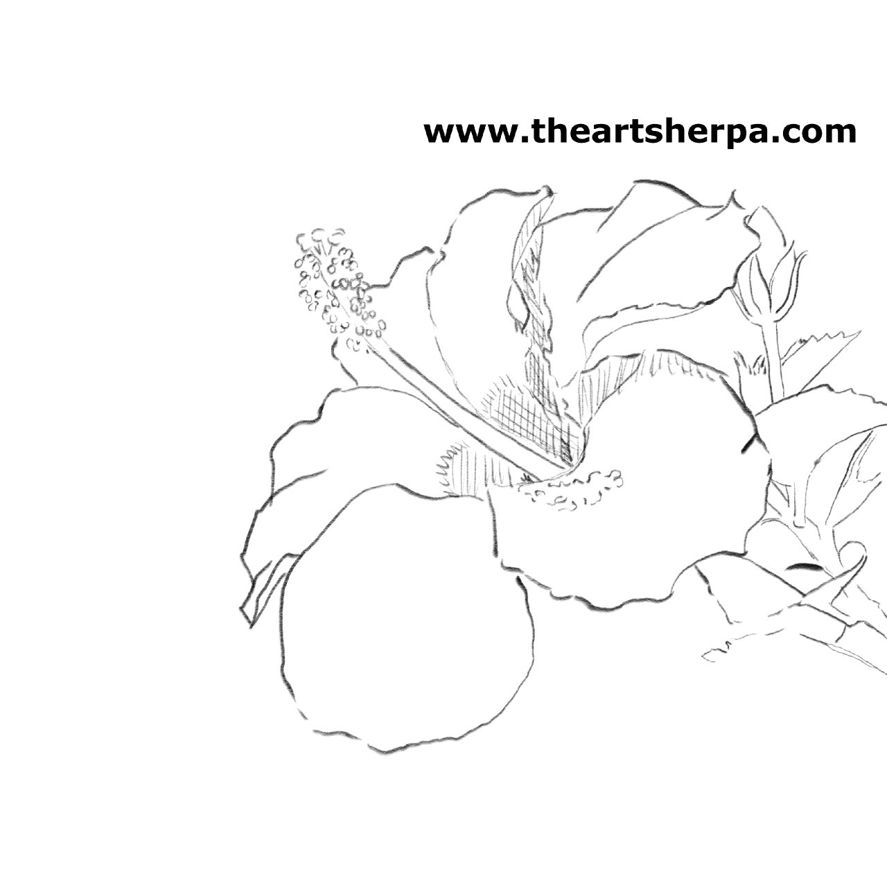 Hibiscus Flower - The Art Sherpa Community | The Art Sherpa