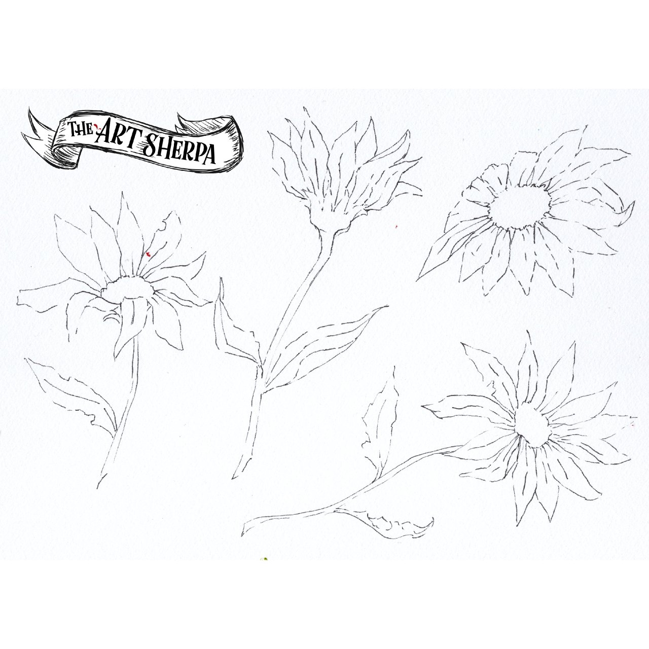 Line And Wash Daisies Watercolor Traceable - The Art Sherpa Community ...