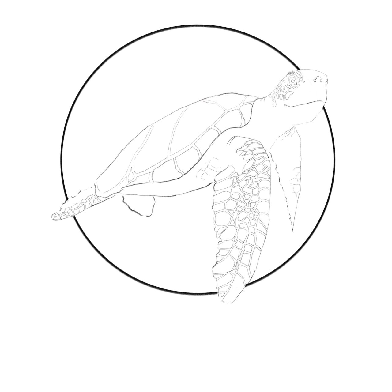 Sea Turtle Line And Wash Kit #1 2023 - The Art Sherpa Community | The ...