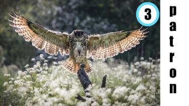 Bird In Flight Part 3 Patron Live Stream | TheArtSherpa | The Art Sherpa